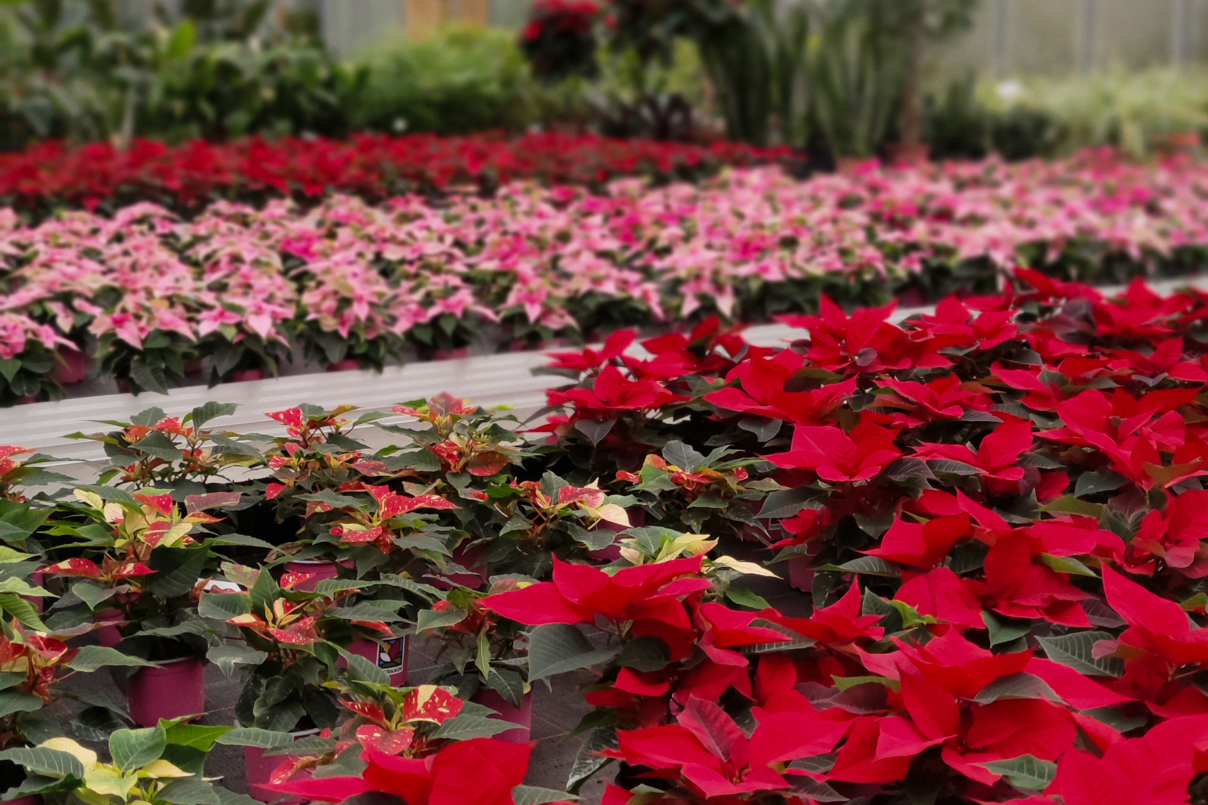 Floranum | Die Gärtnerei der Lebenshilfe Ingolstadt