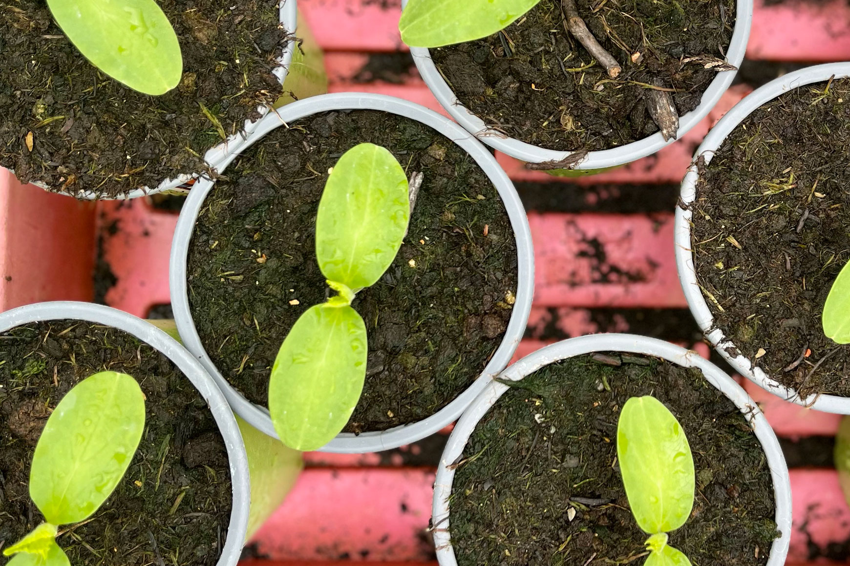 Floranum | Die Gärtnerei der Lebenshilfe Ingolstadt