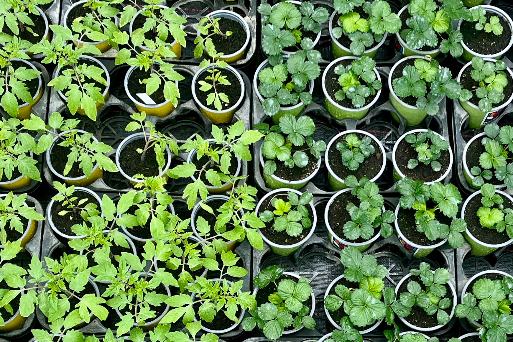 Floranum | Die Gärtnerei der Lebenshilfe Ingolstadt